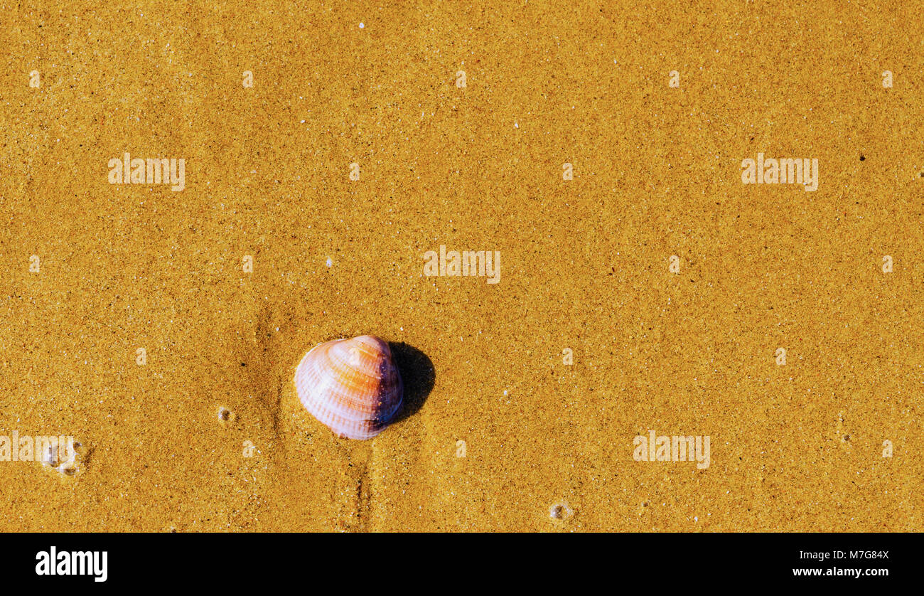 natural sea shell lying on the sandy beach, washed by water, sunny day ...