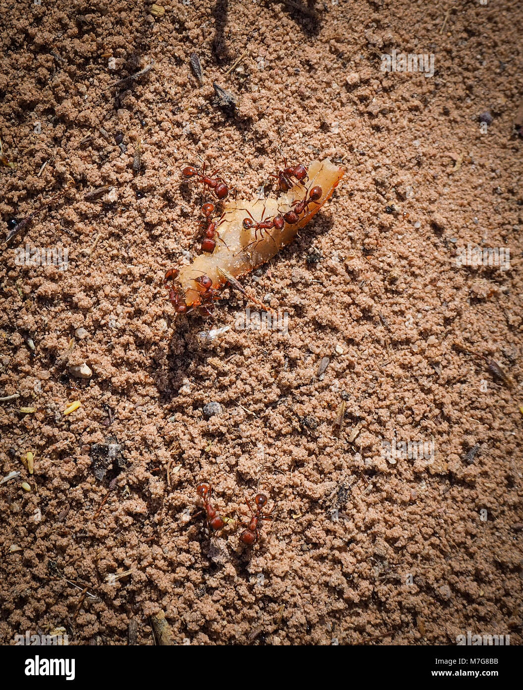 Ant hole hi-res stock photography and images - Alamy