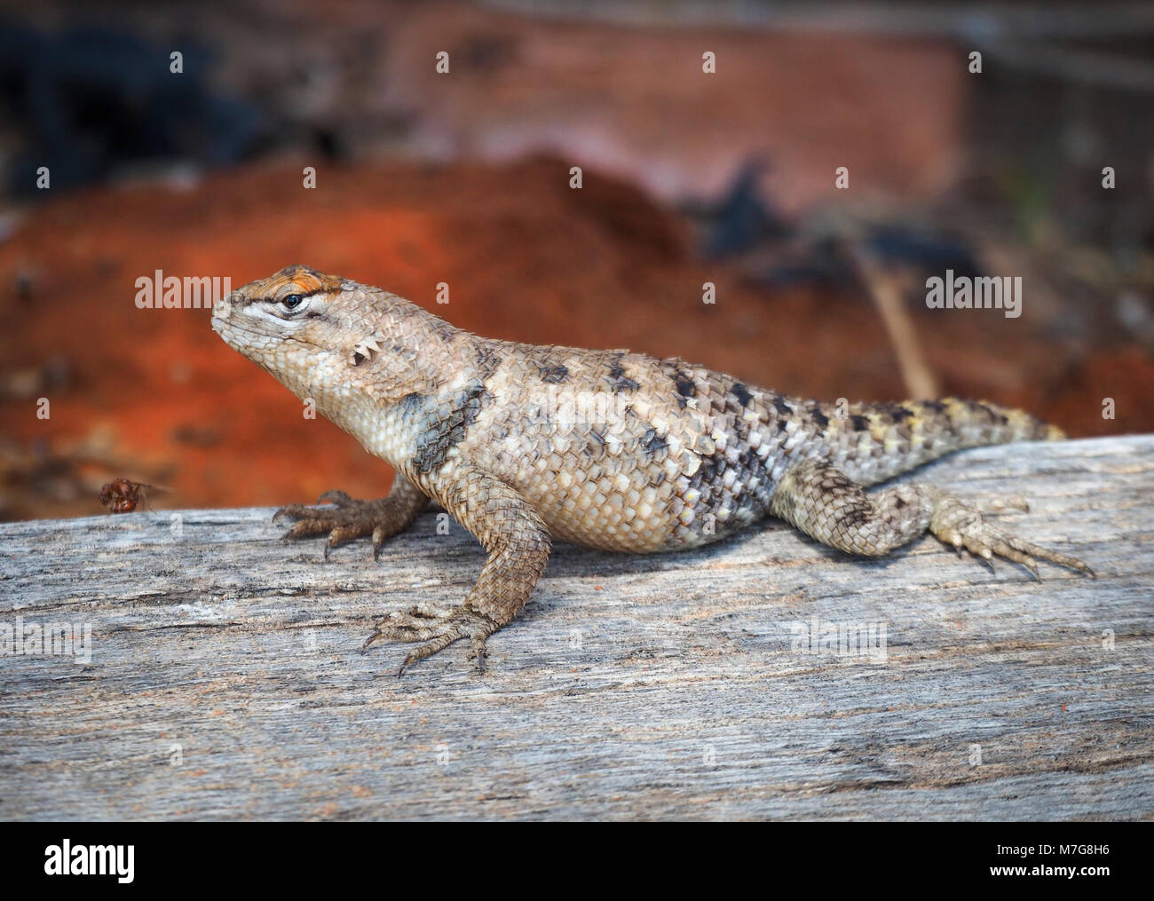 A desert spiny lizard (Sceloporus magister) is waiting for food ...