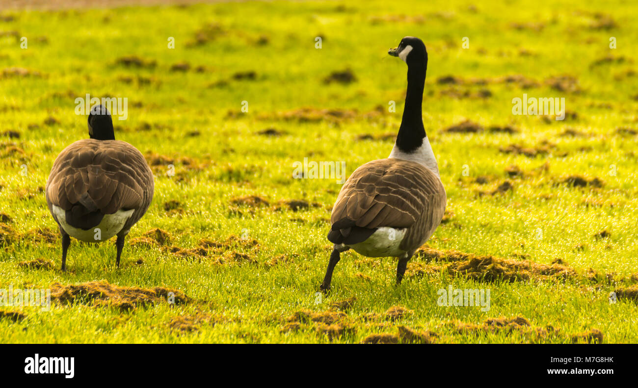 Wild geese on the meadow nibbling the grass, green juicy grass, wild ...