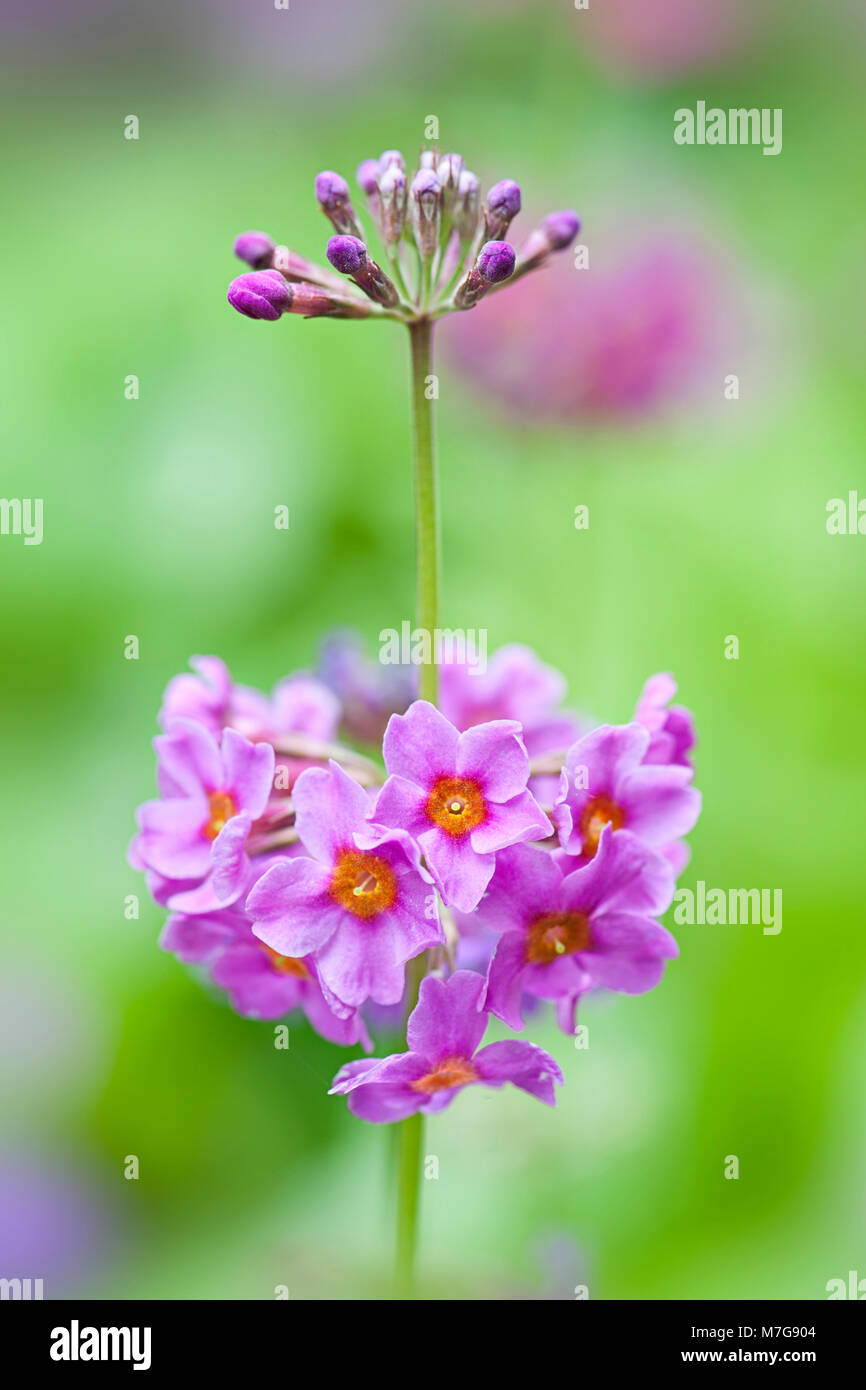 Close-up image of the spring flowering purple and pink Primula beesiana ...