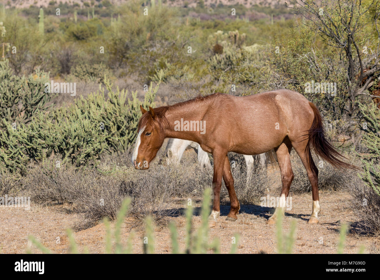 Wild Horses Near the Salt River Arizona Stock Photo - Alamy