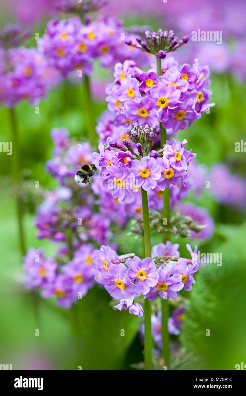 Primula beesiana candelabra primrose in hi-res stock photography and ...