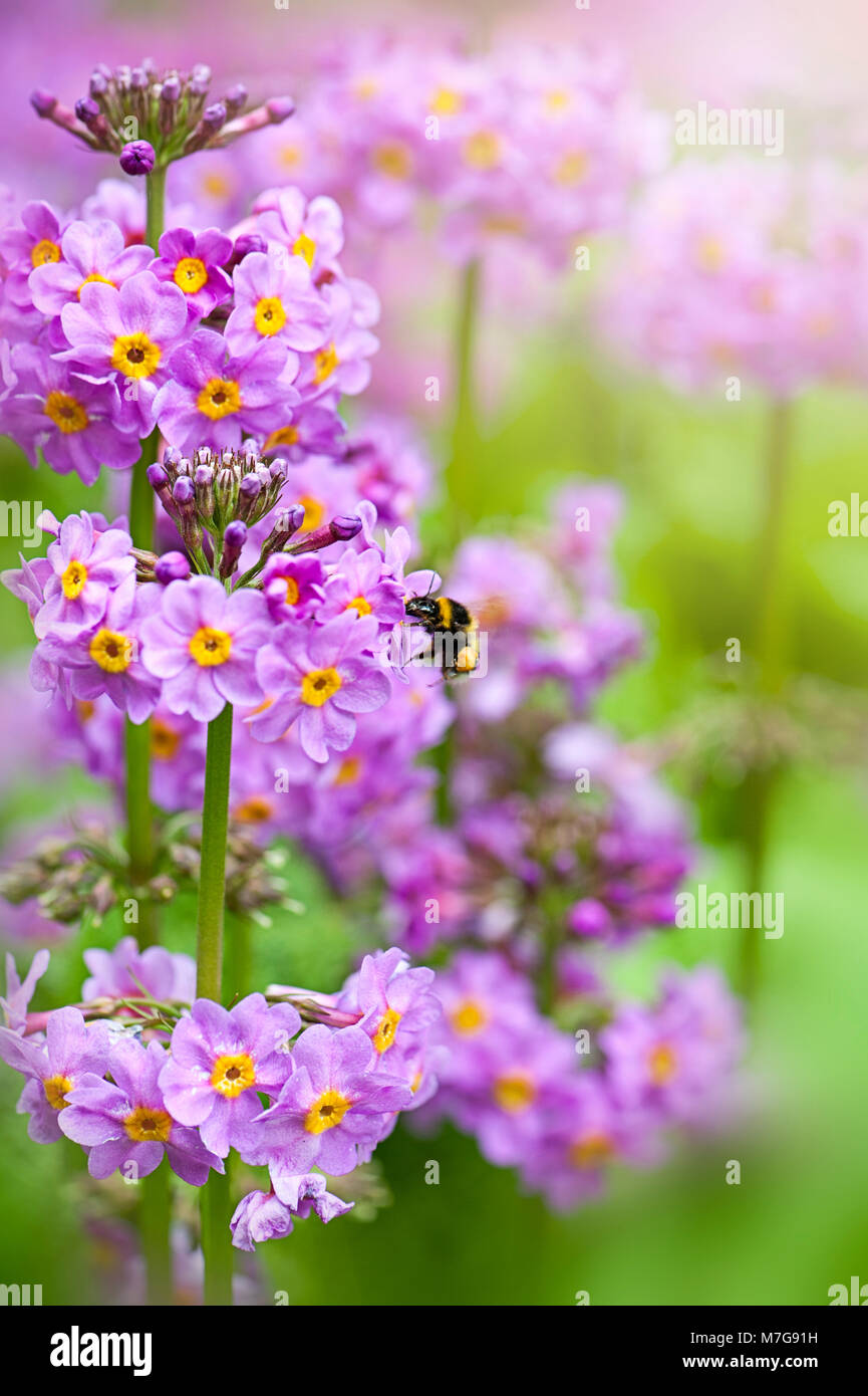 Close-up image of the spring flowering purple and pink Primula beesiana ...