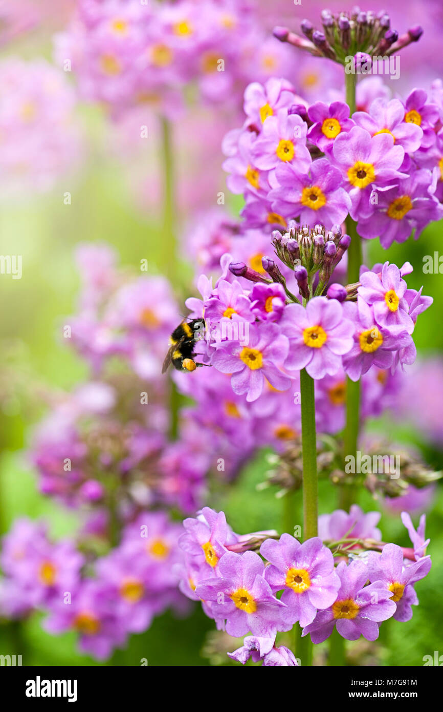 Beesiana primulas hi-res stock photography and images - Alamy