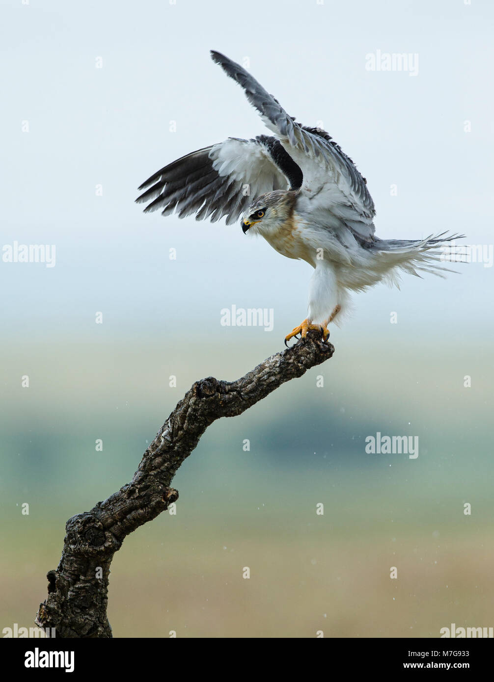 Juvenile Black-winged Kite (Elanus caeruleus) shaking its wings dry ...