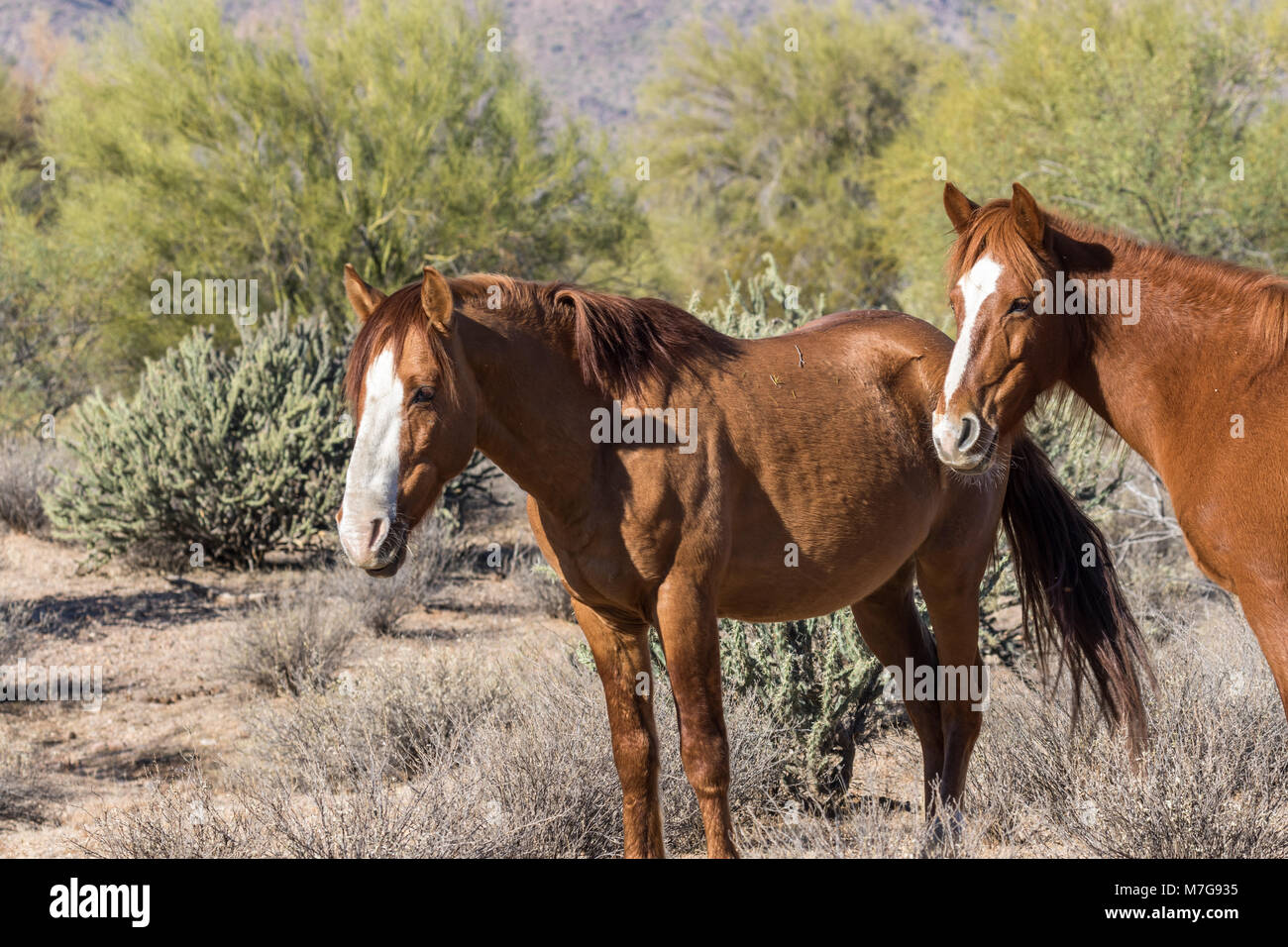 Wild Horses Near the Salt River Arizona Stock Photo - Alamy