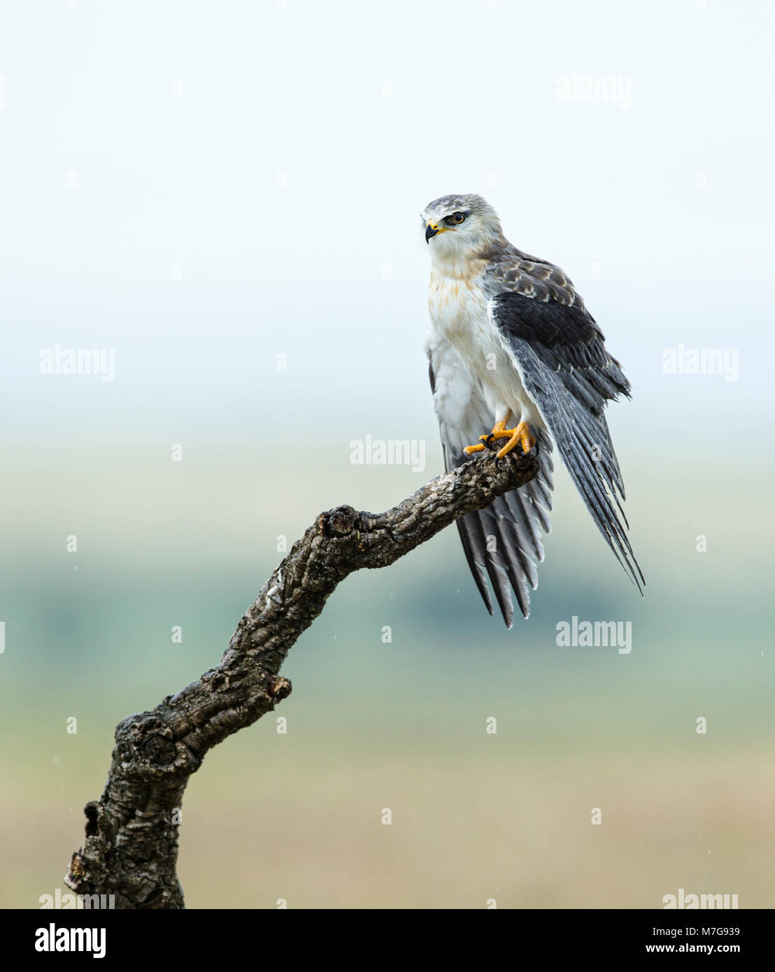 Juvenile Black-winged Kite (Elanus caeruleus) shaking its wings dry ...