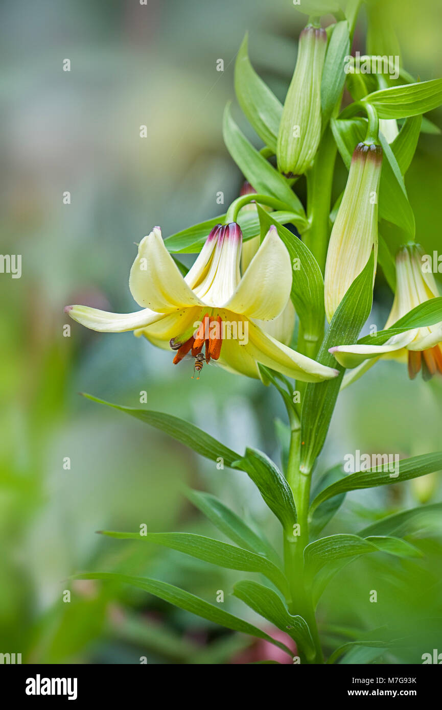 Close up image of the summer flowering, yellow Martagon Lily also known ...