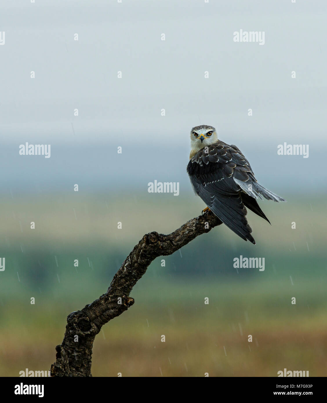 Immature black shouldered kite hi-res stock photography and images - Alamy