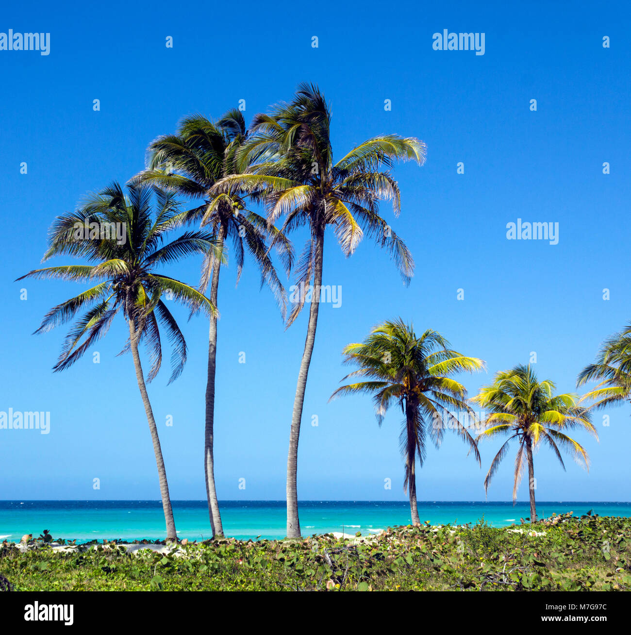 Palm trees on Varadero Beach, Varadero, Cuba Stock Photo - Alamy