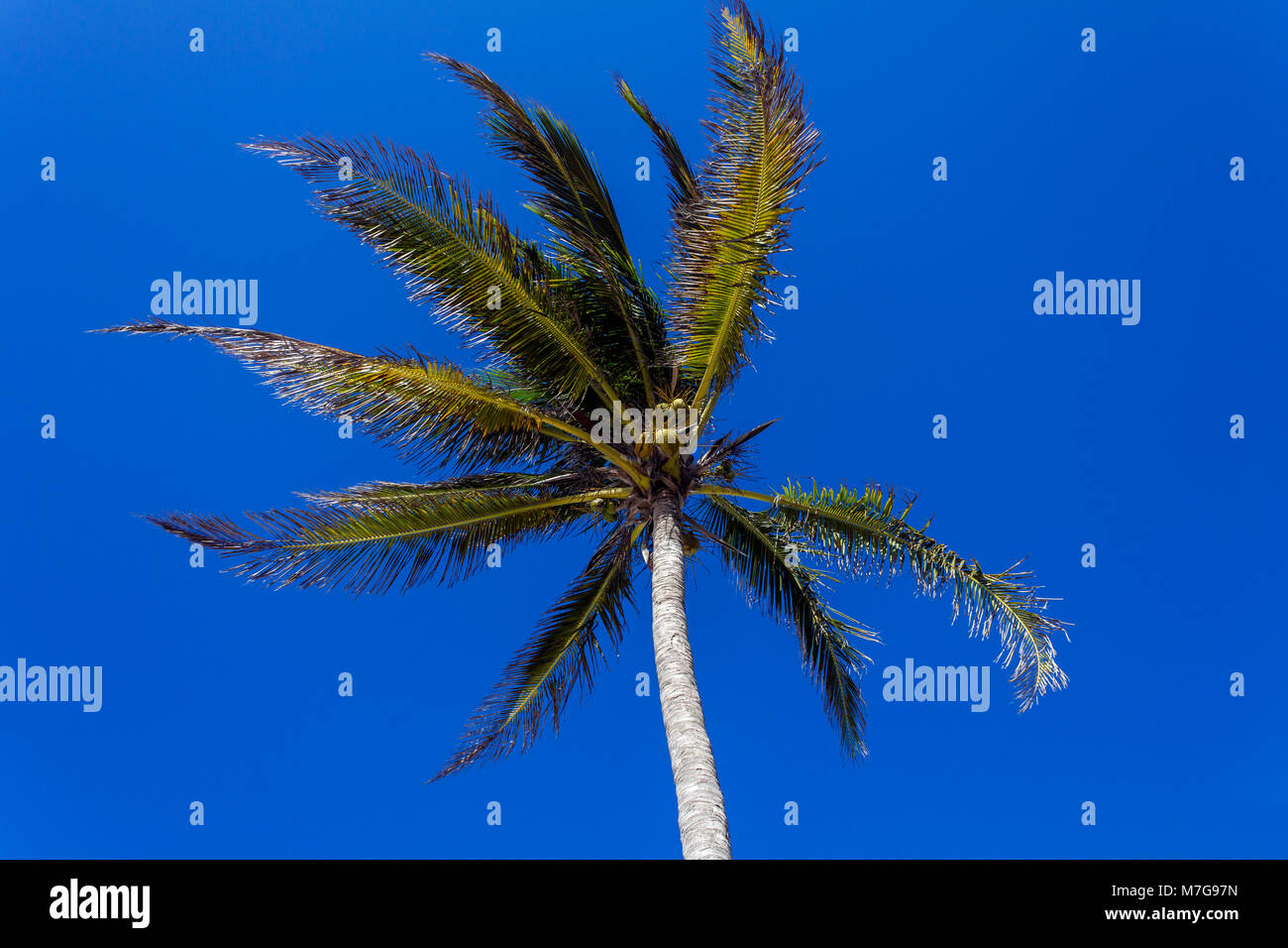 Palm tree on Varadero Beach, Varadero, Cuba Stock Photo - Alamy