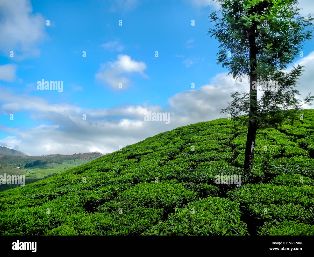 MUNNAR, KERALA, INDIA - DEC. 14, 2011: Bright and vivid landscape of ...