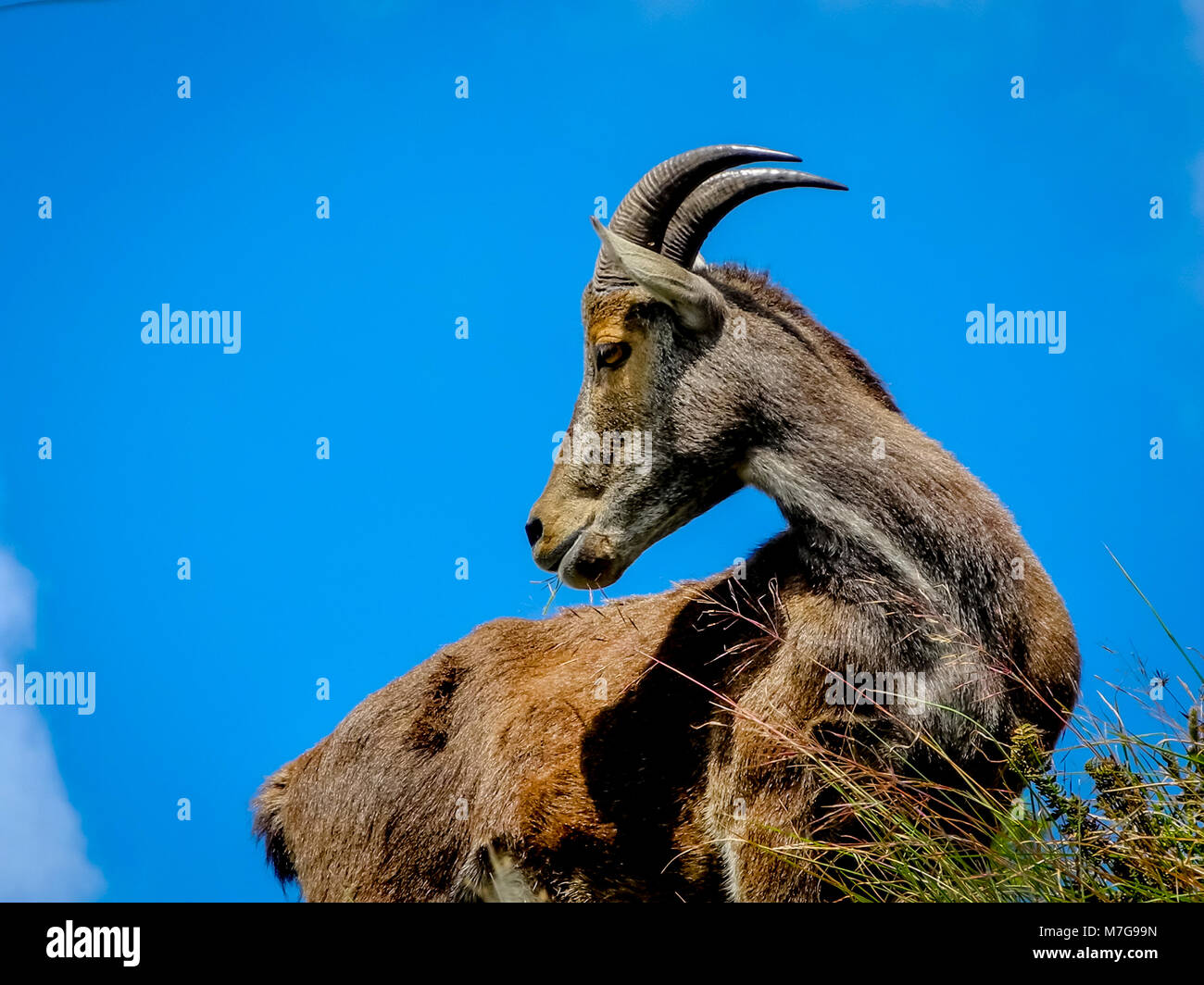 MUNNAR, KERALA, INDIA - DEC. 14, 2011: Wild goat Nilgiri Tahr at ...