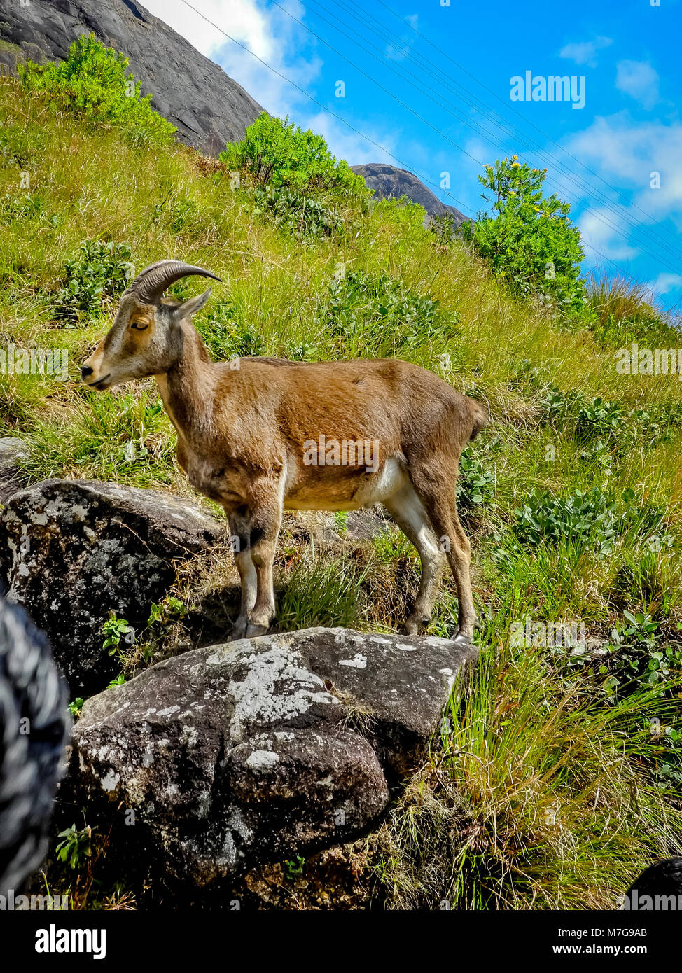 MUNNAR, KERALA, INDIA - DEC. 14, 2011: Wild goat Nilgiri Tahr at ...