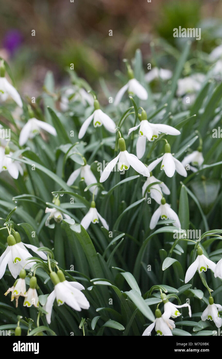 Galanthus nivalis flowers Stock Photo - Alamy