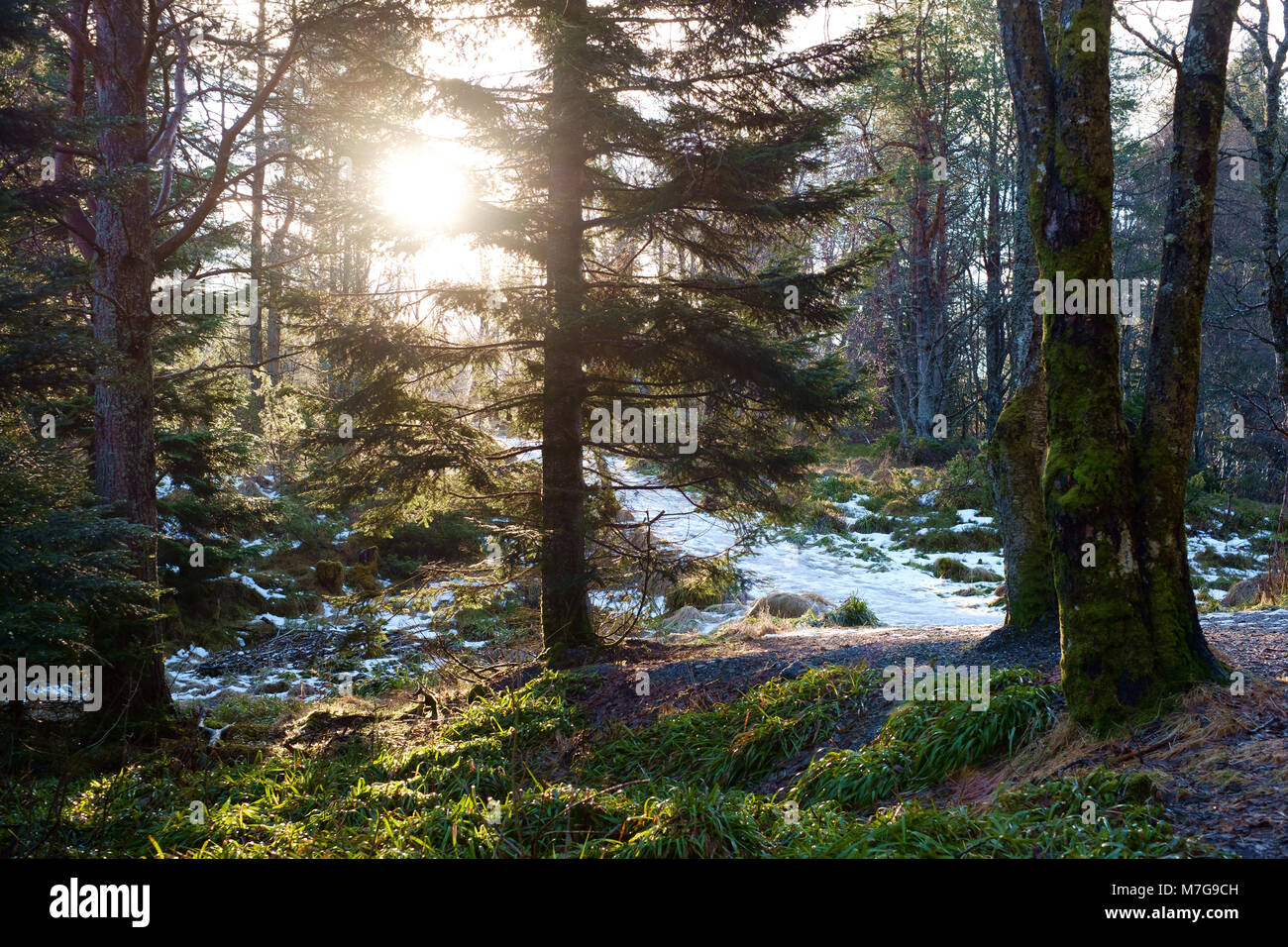 Woodland winter snow scenery norway hi-res stock photography and images ...