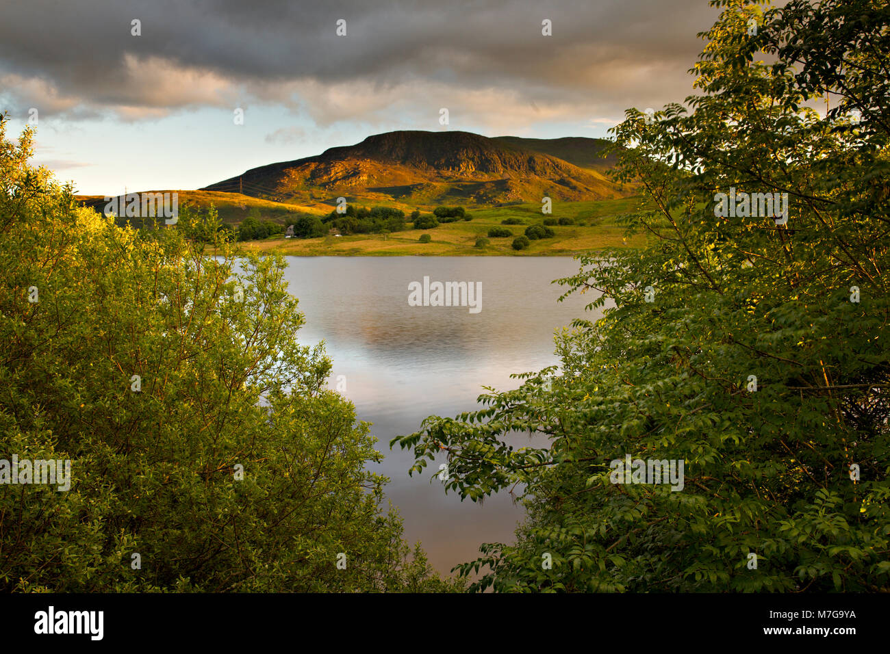 Trees on the banks of Llyn Celyn at sunset, North Wales Stock Photo - Alamy