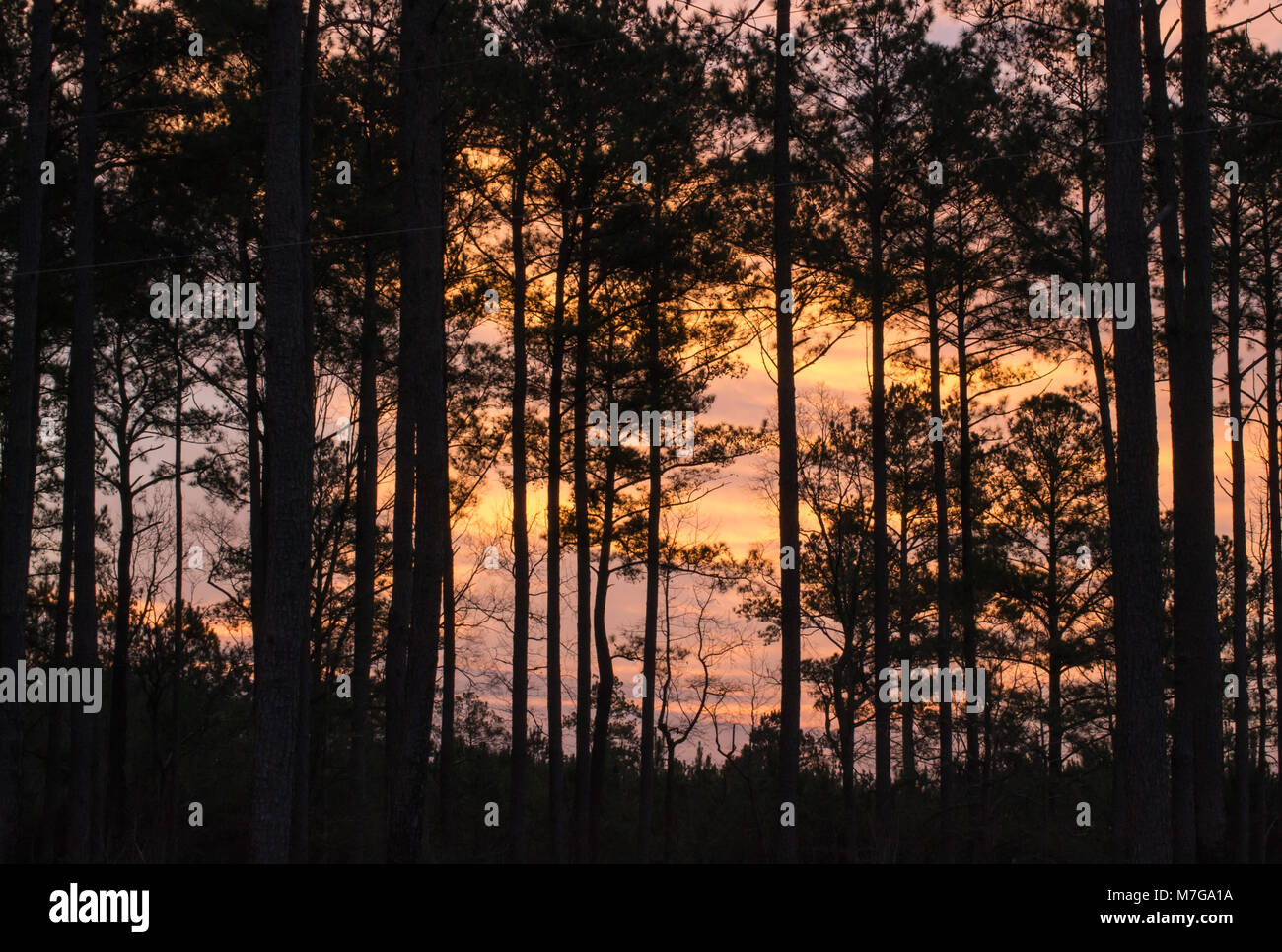 Country life on a beautiful North Carolina morning - the sun rises to ...