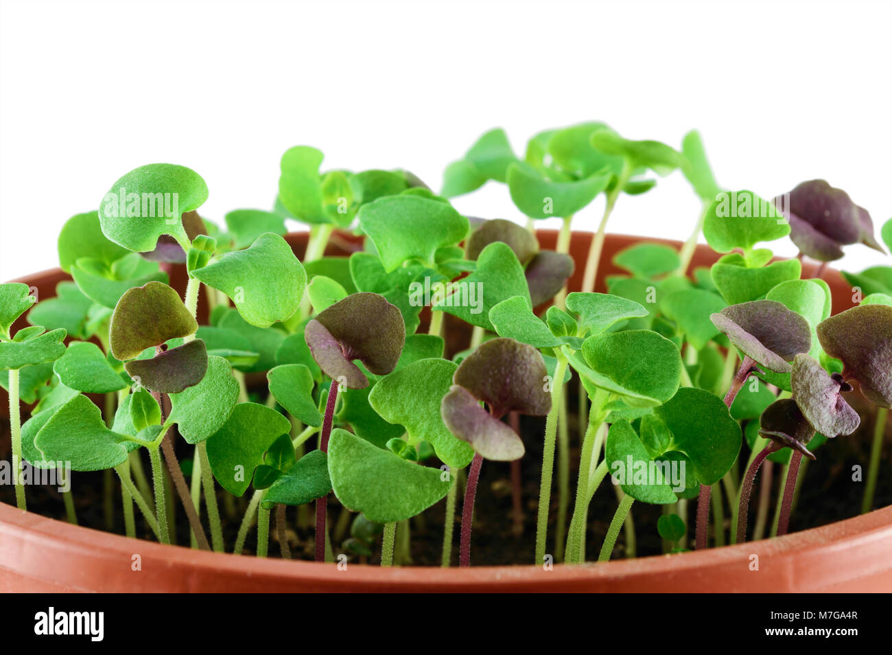 Small basil seedlings closeup Stock Photo - Alamy
