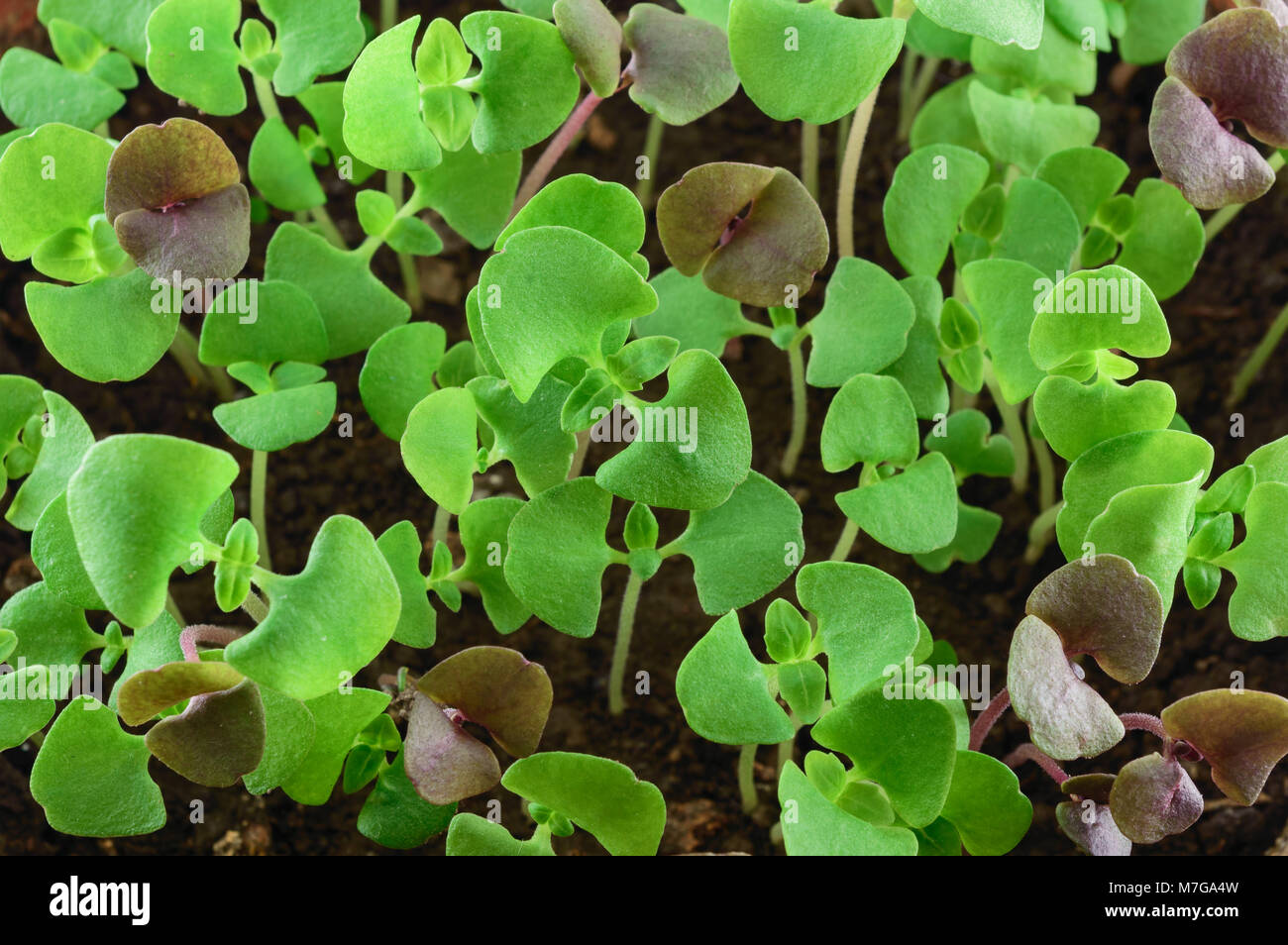 Basil seedlings hi-res stock photography and images - Alamy