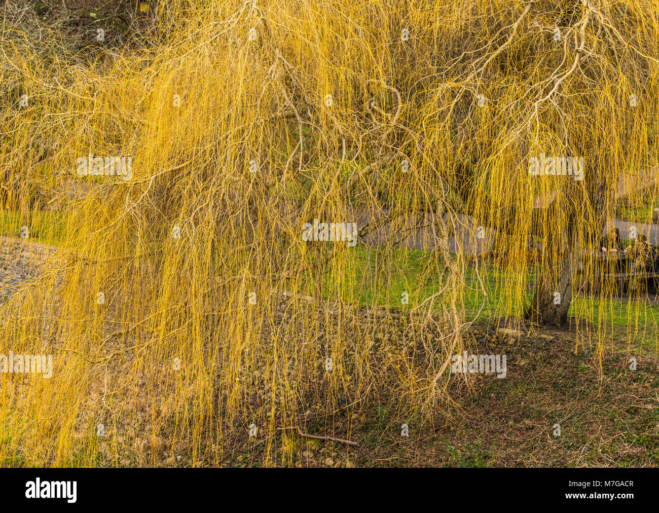 Weeping Willow Tree in Winter at Bute Park Cardiff Stock Photo - Alamy