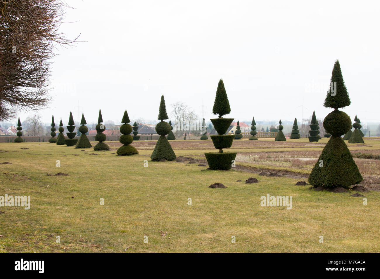 Box trees in a public baroque landscape park at Hundisburg in Germany ...