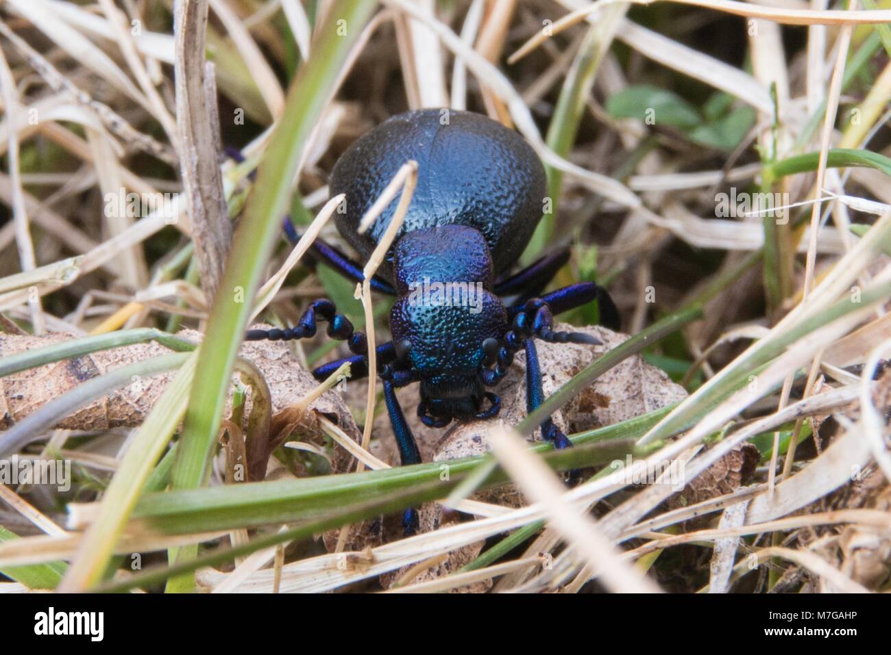 Close-up of a blue dung beetle sitting in a green meadow Stock Photo ...