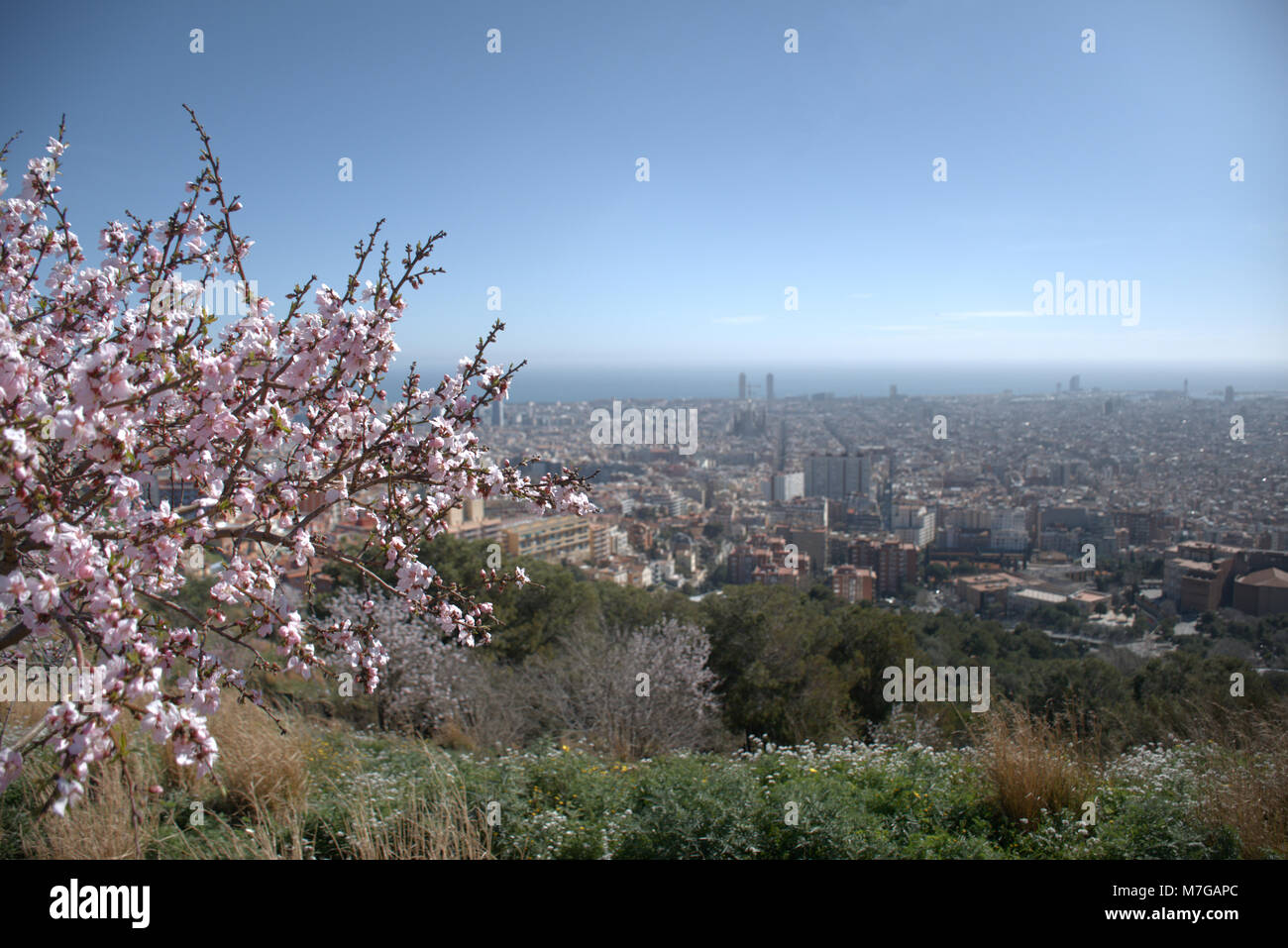 Trees flowers with the city of Barcelona on Background Stock Photo - Alamy