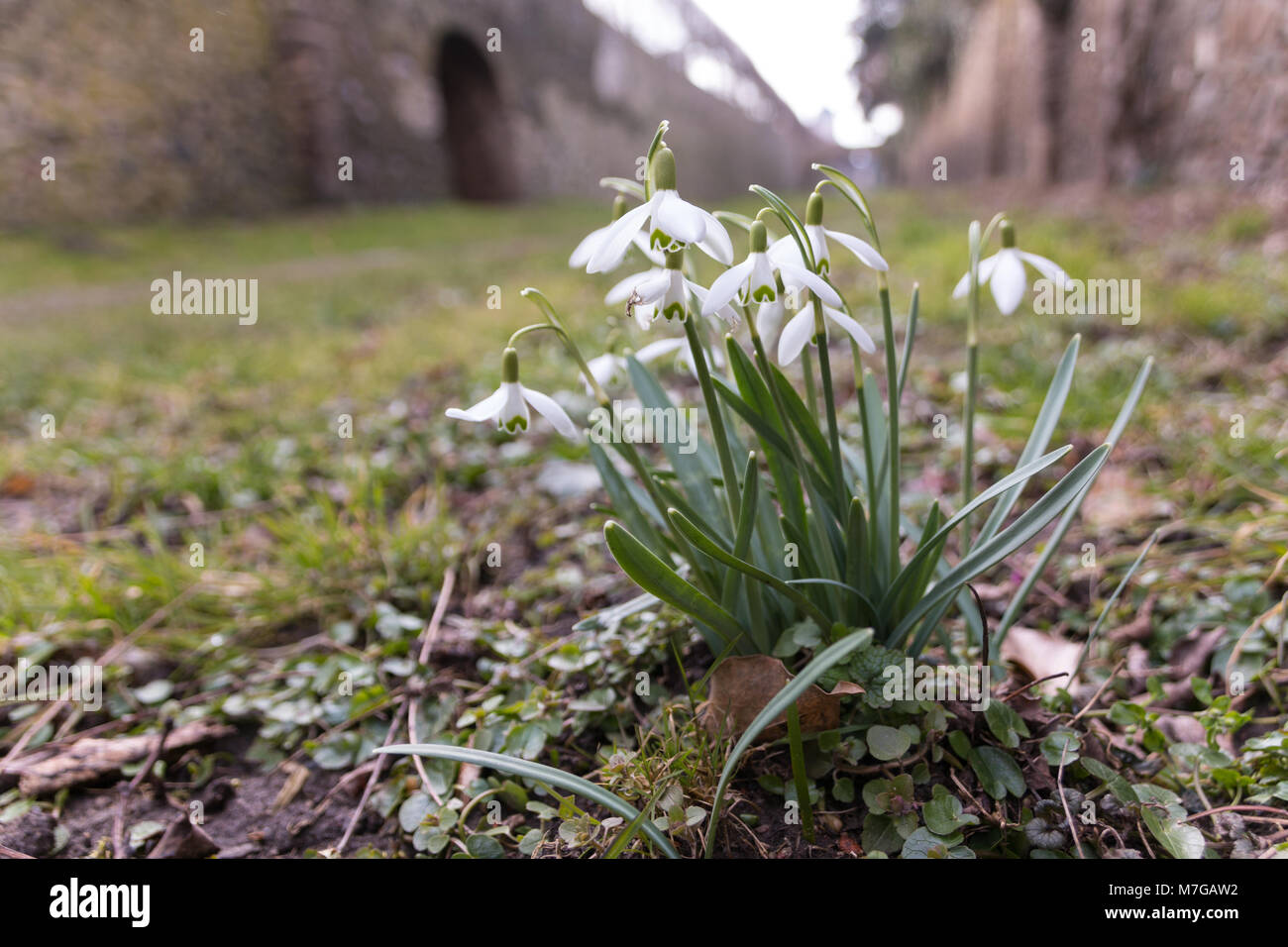 Spring messengers: Snowdrops with a medieval castle in the background ...
