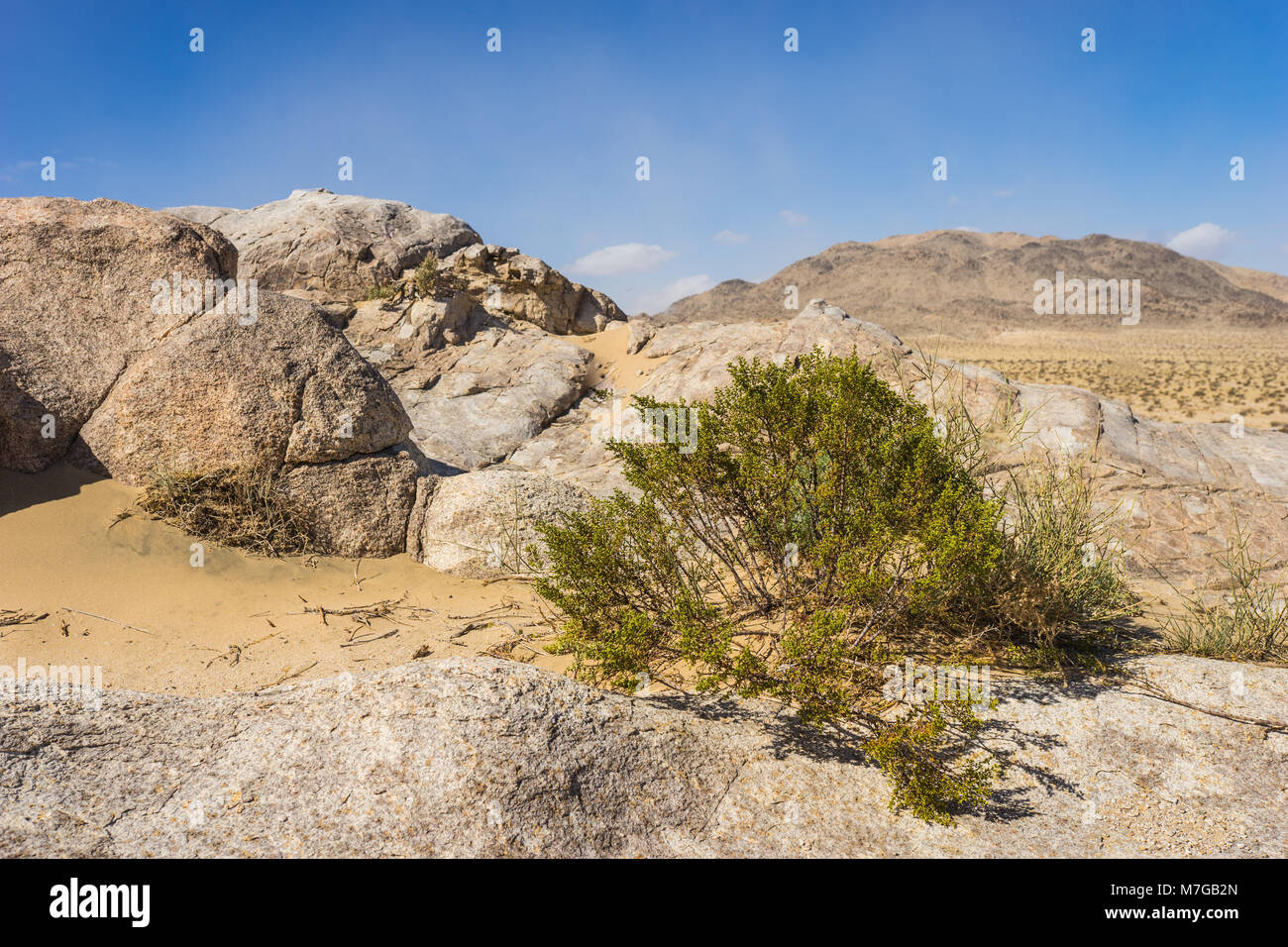 Sahara desert growth hi-res stock photography and images - Alamy
