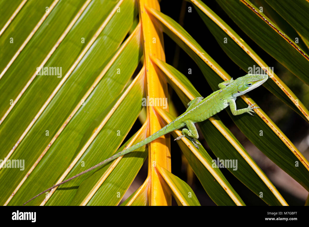 The green anole lizard, Anolis carolinensis porcatus, pictured here on ...