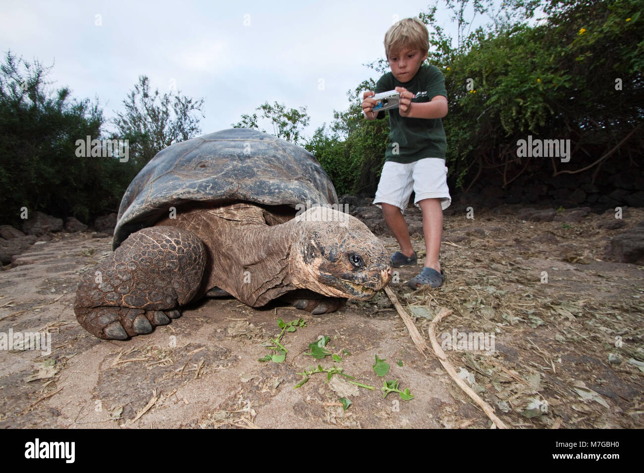 A young boy (MR) gets ready to snap a photo of a Galapagos giant ...