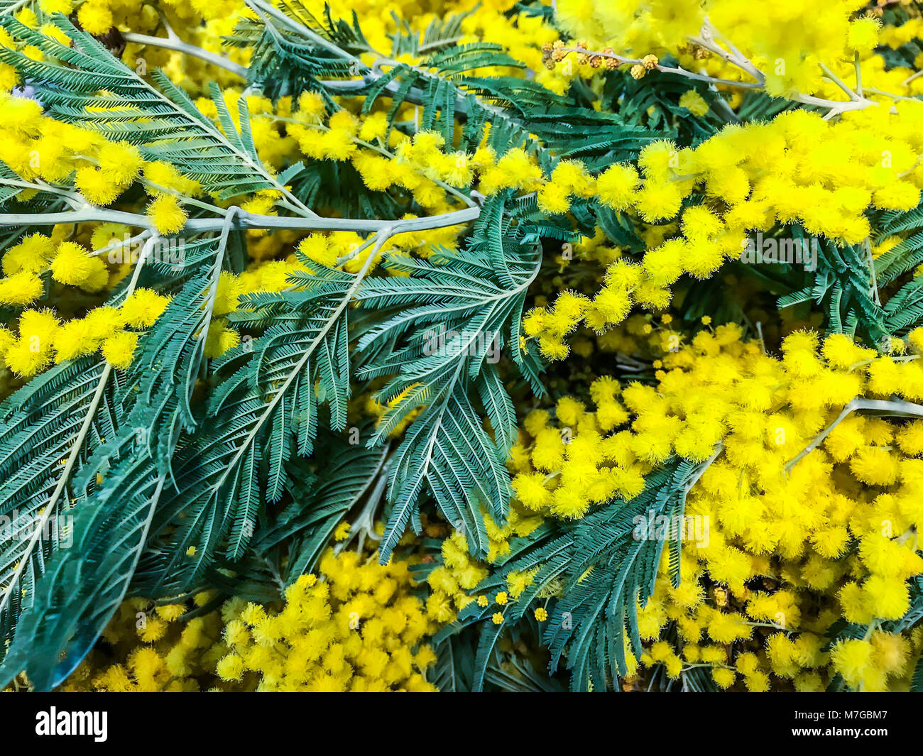 Delicious spring yellow Acacia dealbate (mimosa Stock Photo - Alamy