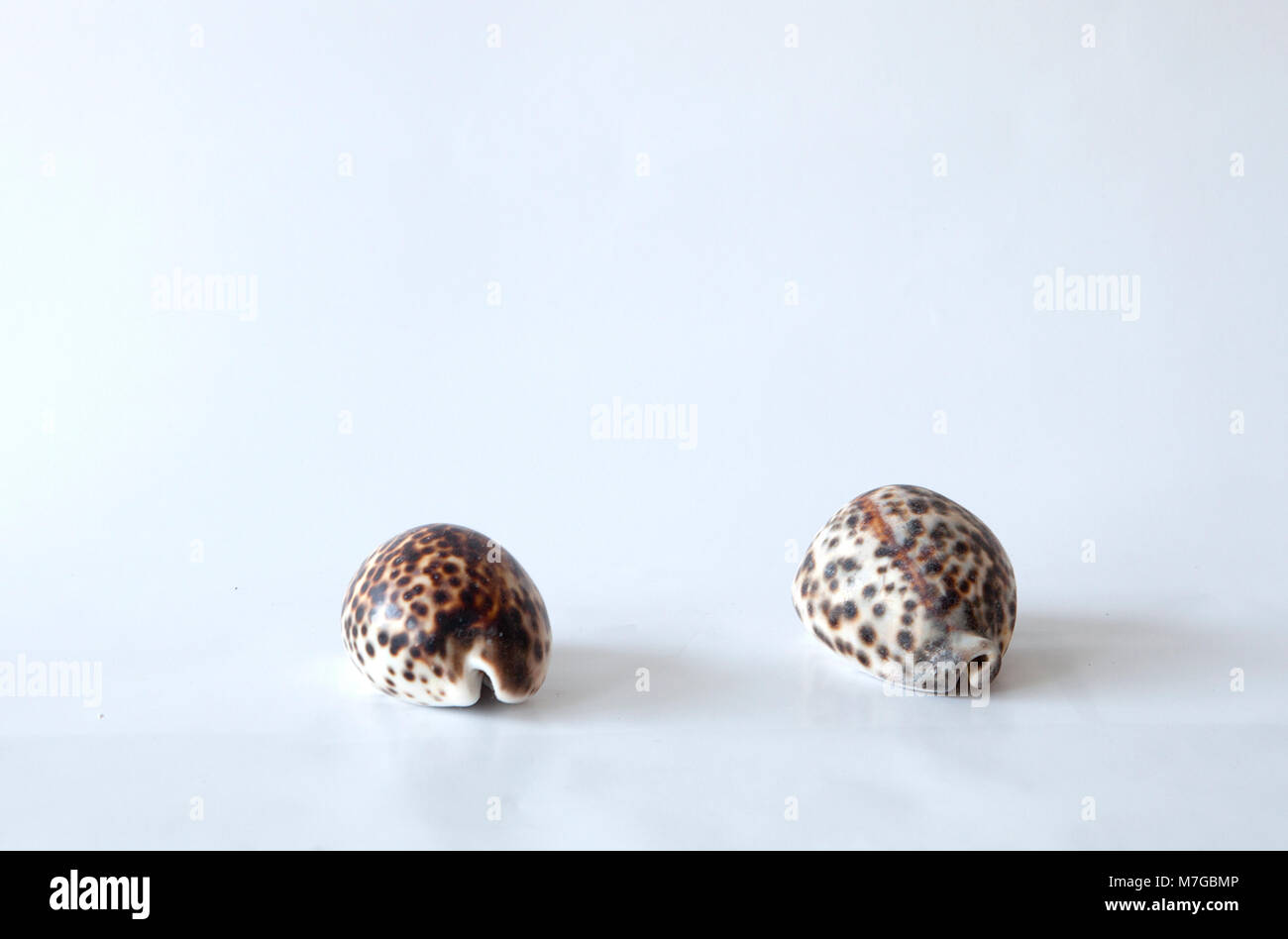Shell money hi-res stock photography and images - Alamy