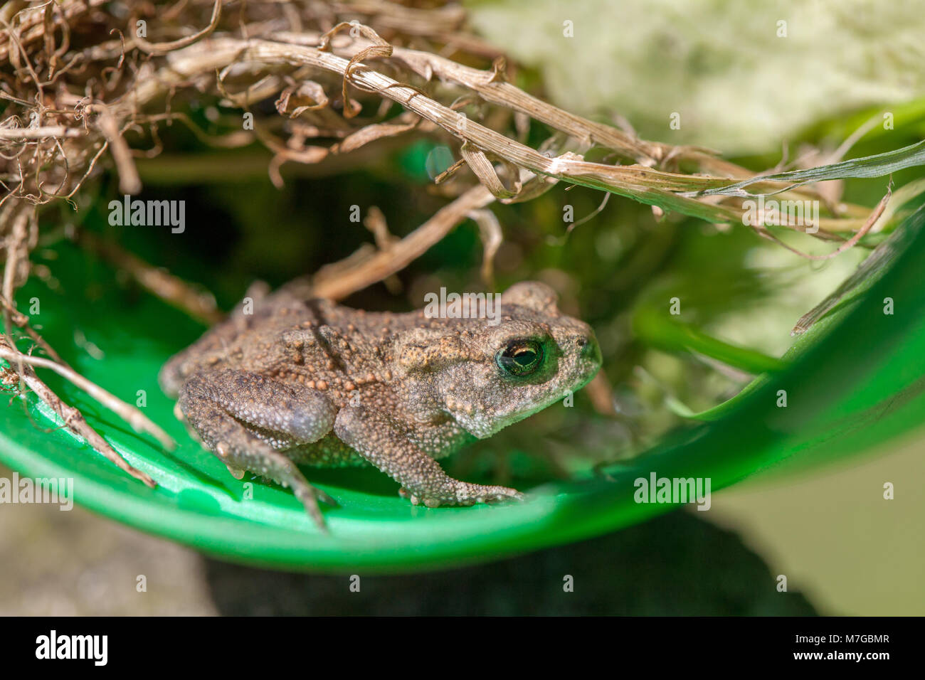 Common Toad Bufo bufo. Recently metamorphosed young toadlet. One of ...