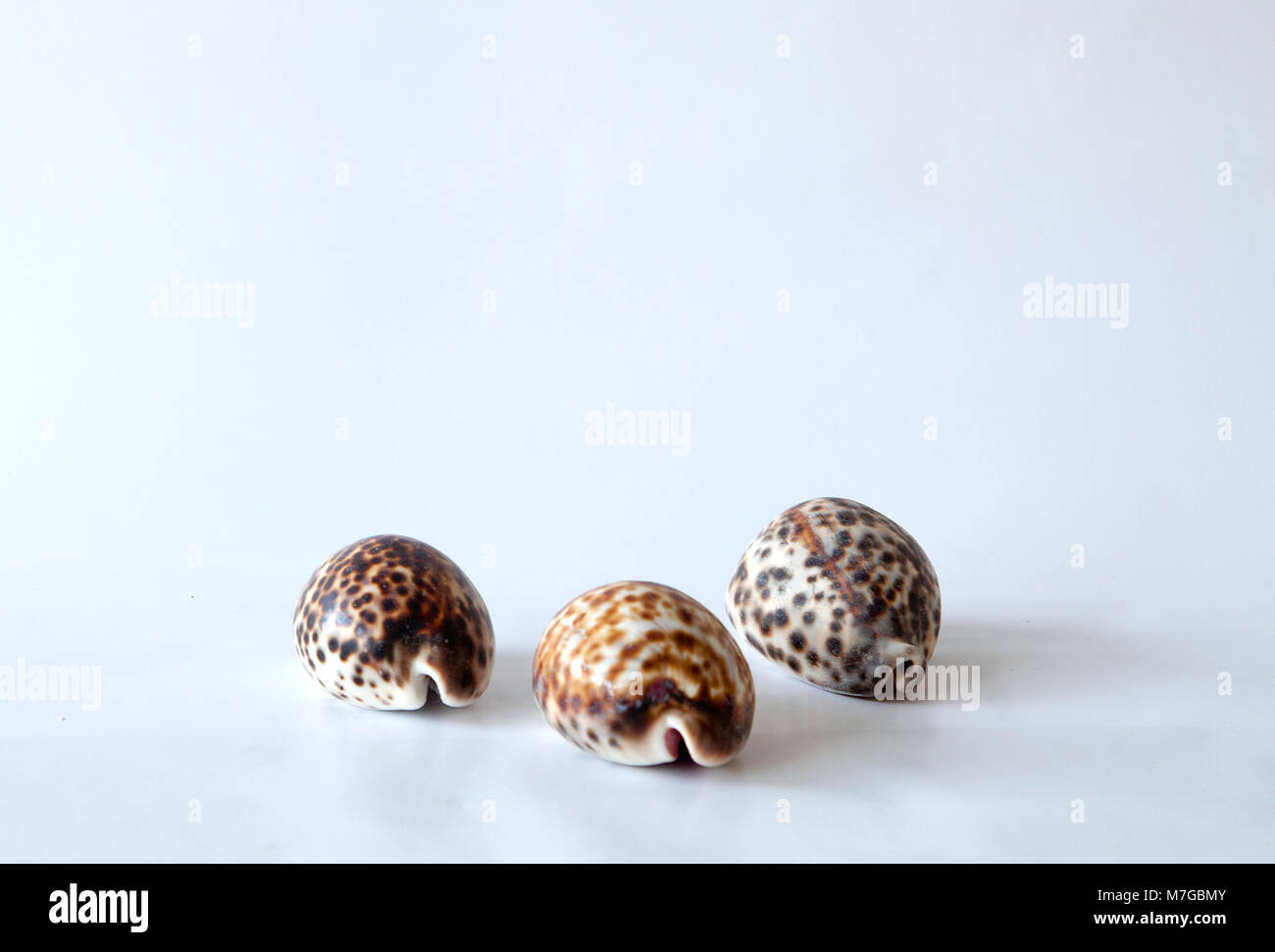 Shell money hi-res stock photography and images - Alamy
