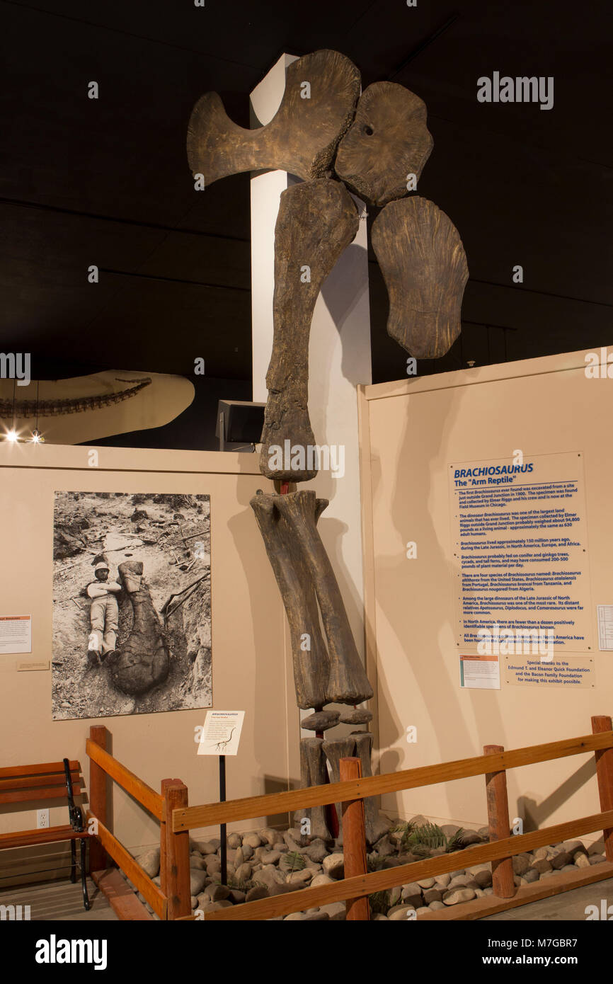 Replica of Brachiosaurus leg and shoulder collected near Grand Junction ...