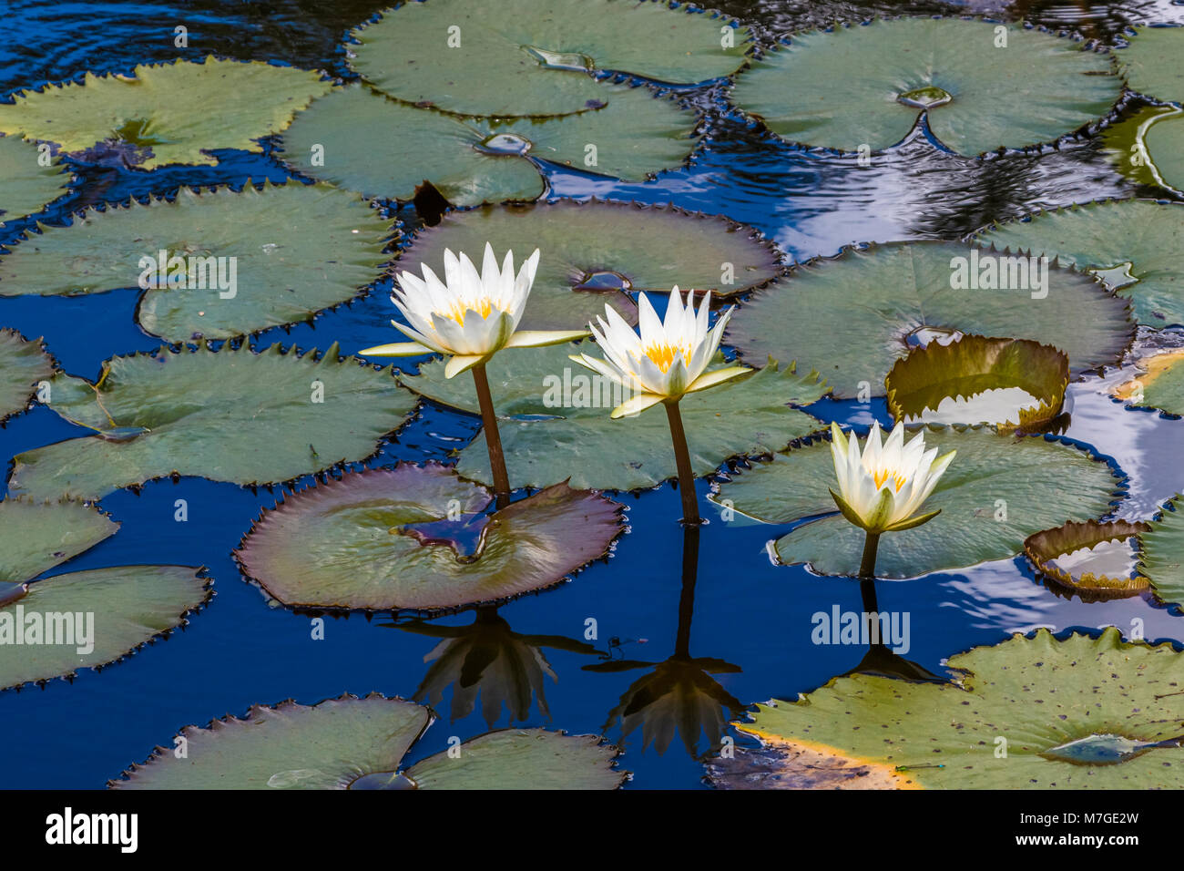 Pond lily pads hi-res stock photography and images - Alamy