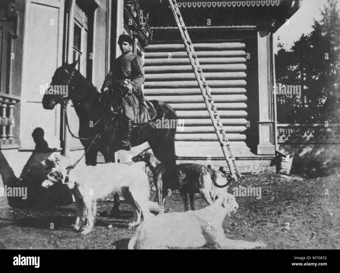 A Russian photograph depicting a hunt with Borzoi dogs, showcasing ...