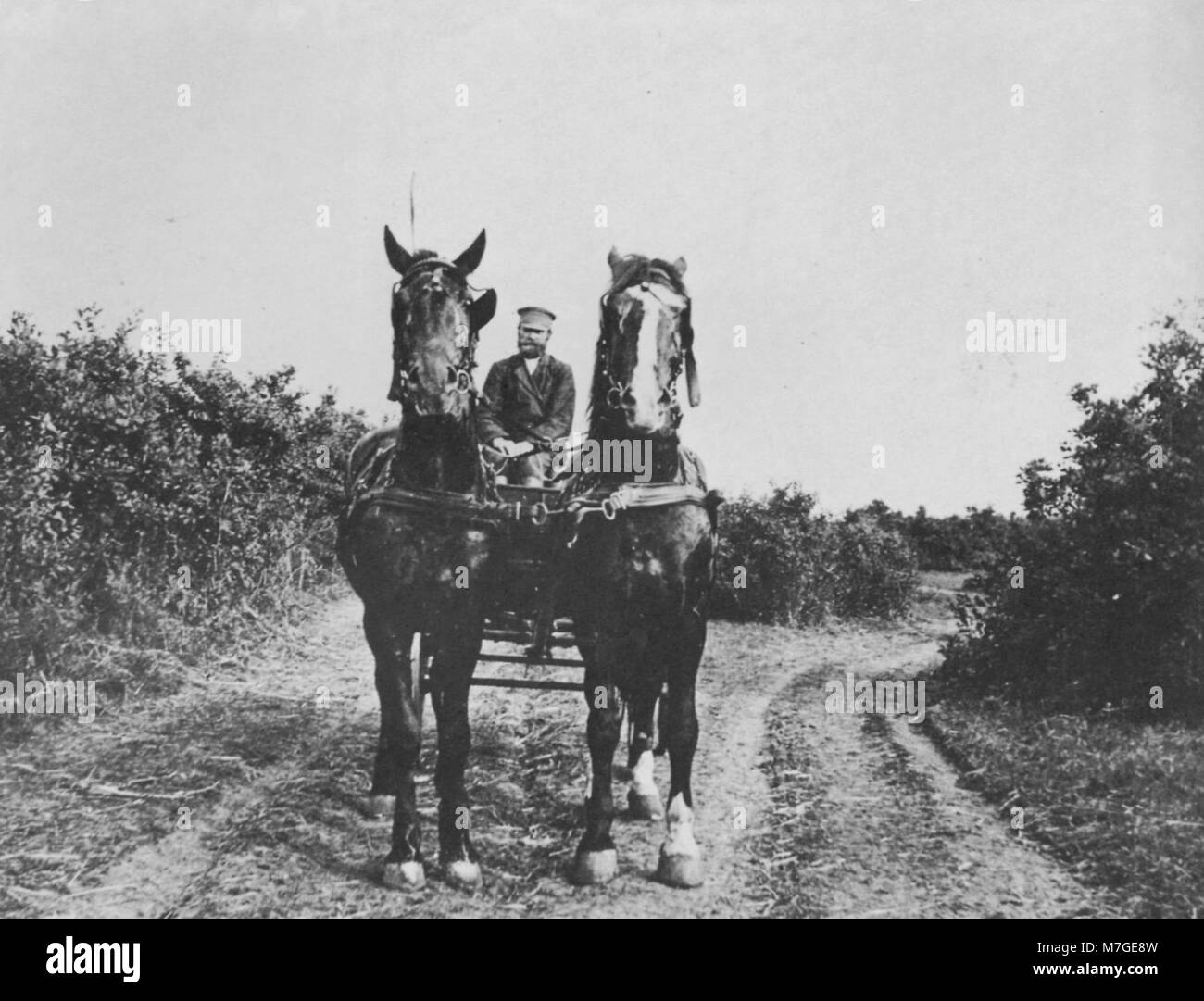A Russian photographer managing an early 20th-century photography ...