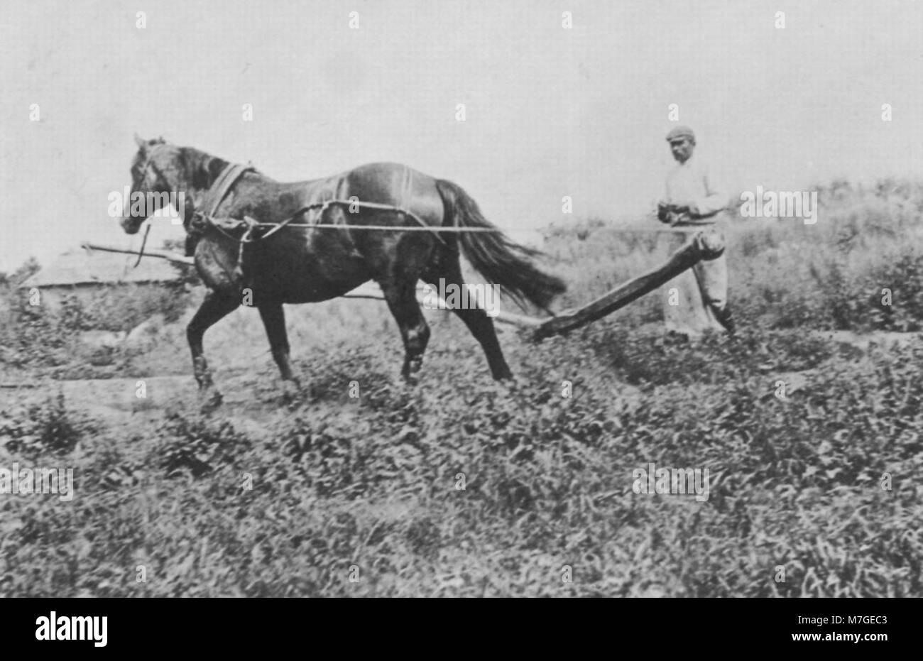 A Russian photograph from around 1890 shows traditional agricultural ...