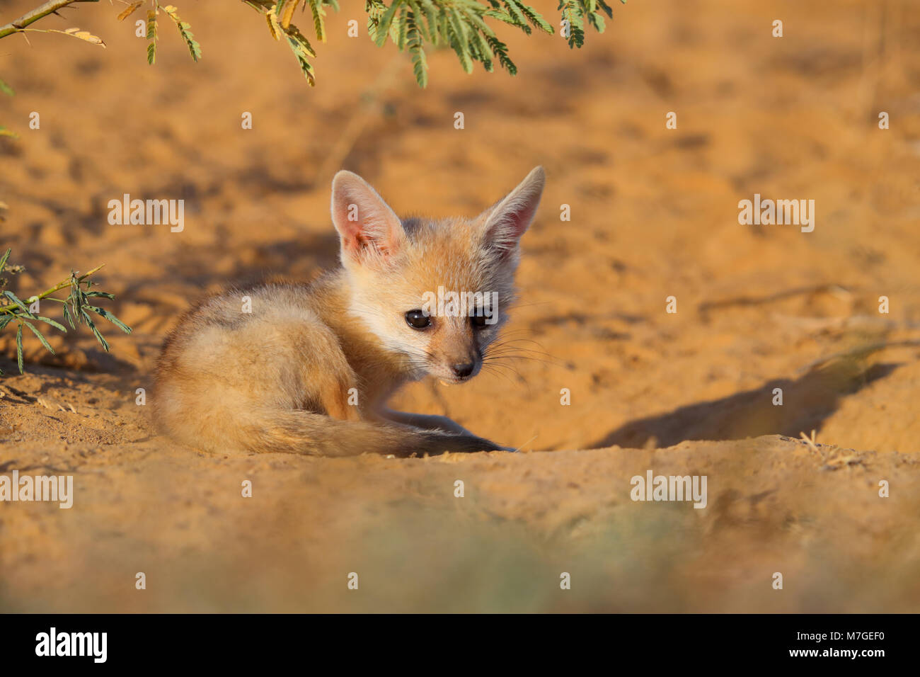 Indian or Bengal Fox cub (Vulpes bengalensis) sunbathing near the Great ...