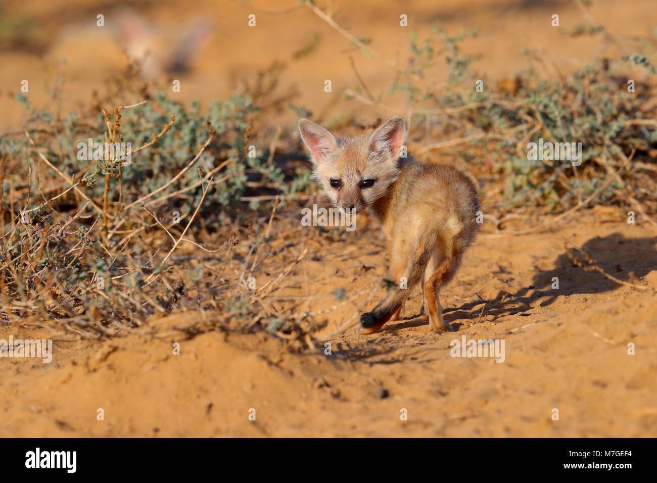 Indian or Bengal Fox cub (Vulpes bengalensis) sunbathing near the Great ...