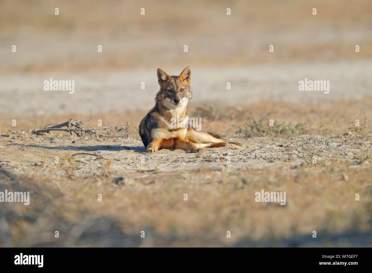 Adult Golden Jackal (Canis aureus) presumably of the nominate ...