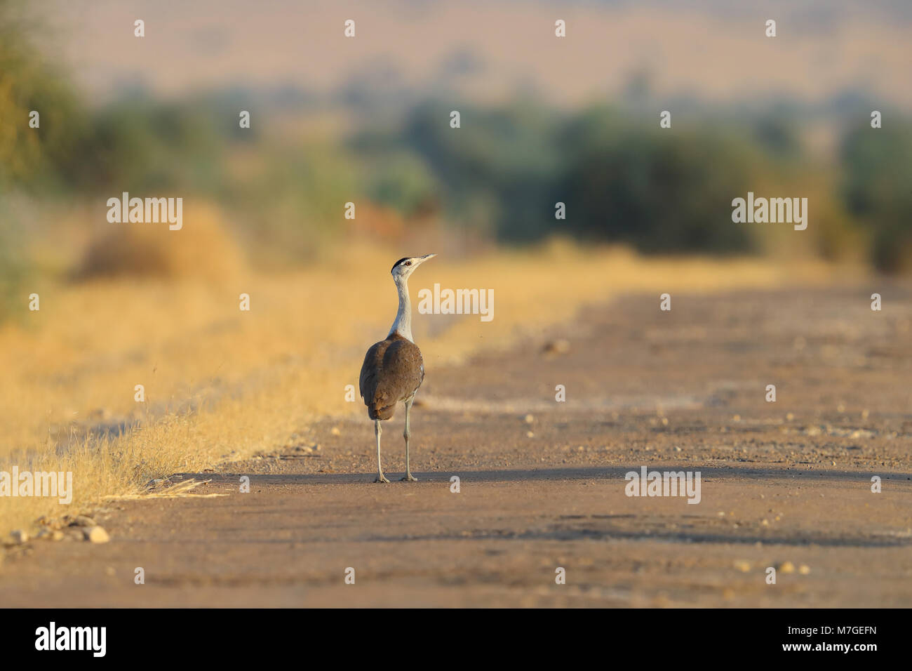 A critically endangered Great Indian Bustard (Ardeotis nigriceps) on ...