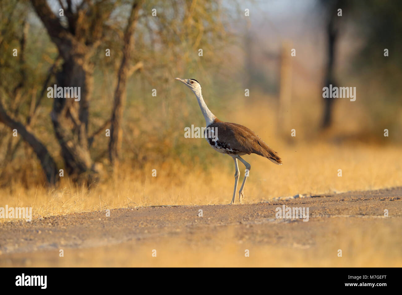Great indian bustard hi-res stock photography and images - Alamy