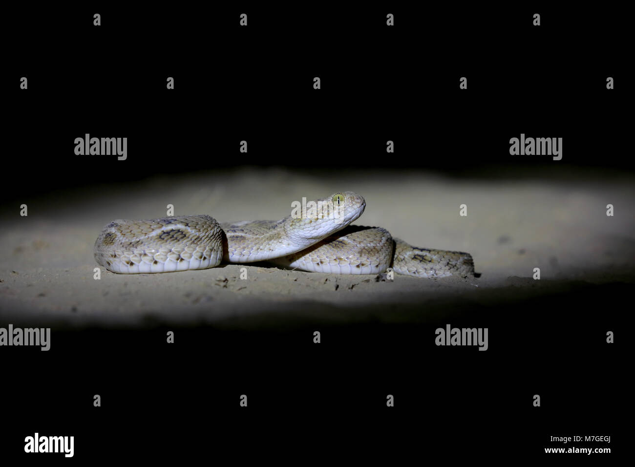An adult Saw-scaled Viper or Little Indian Viper (Echis carinatus ...