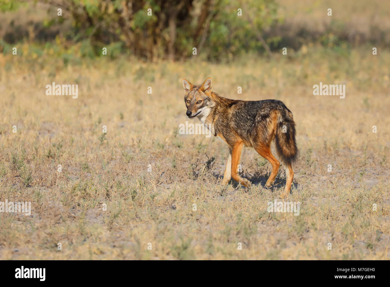 Golden common jackal hi-res stock photography and images - Alamy