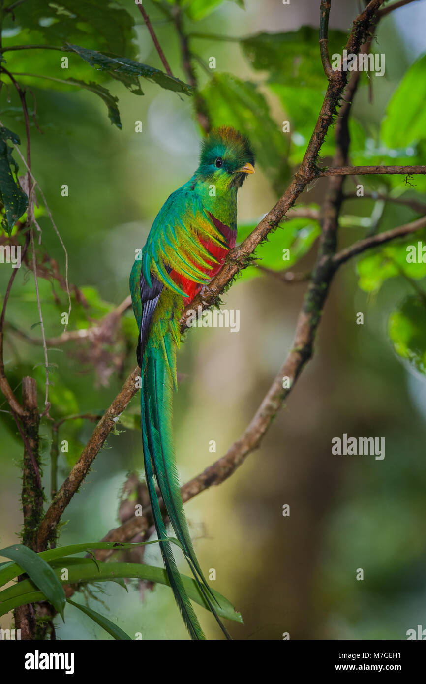 Resplendent Quetzal High Resolution Stock Photography and Images - Alamy